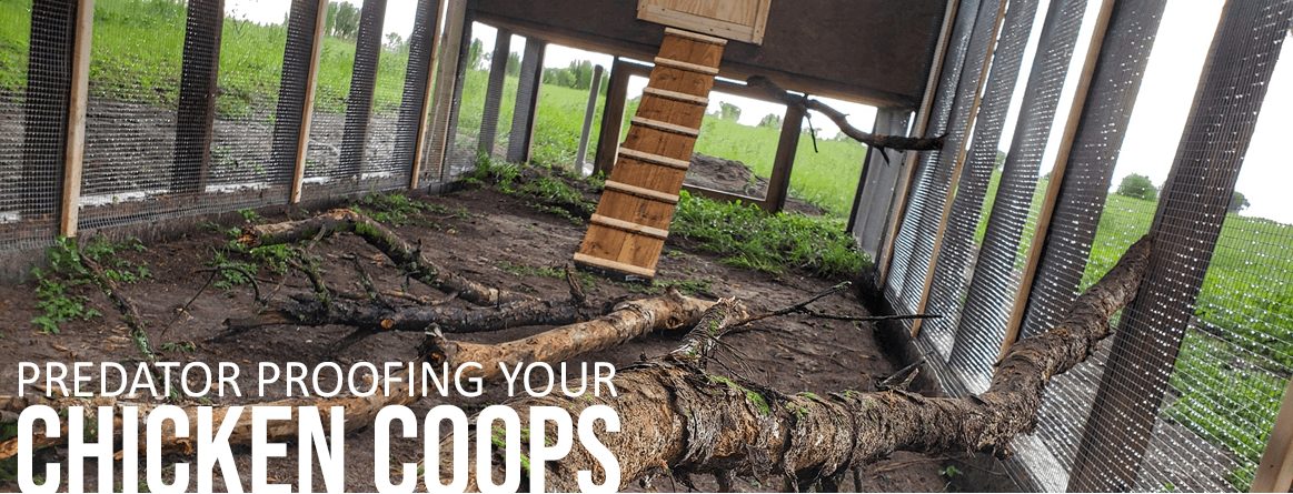 Predator Proofing Chicken Coops Welcome To The Farm Predator Proofing Chicken Coops Welcome To The Farm