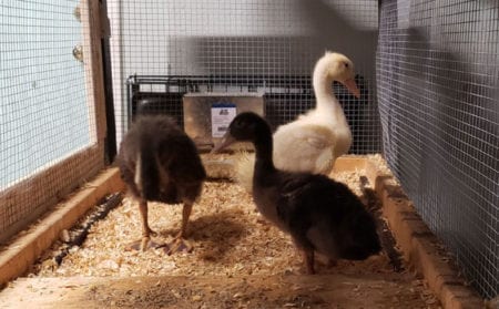 Homemade Brooder | Raising Ducklings and Duck Care
