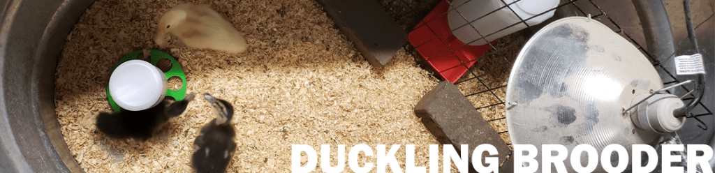 Homemade Brooder | Raising Ducklings and Duck Care