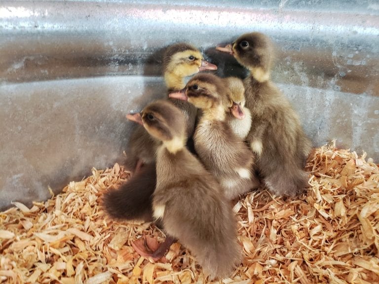 Homemade Brooder | Raising Ducklings and Duck Care
