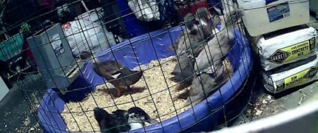 Homemade Brooder | Raising Ducklings and Duck Care