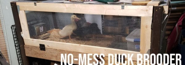 Homemade Brooder | Raising Ducklings and Duck Care