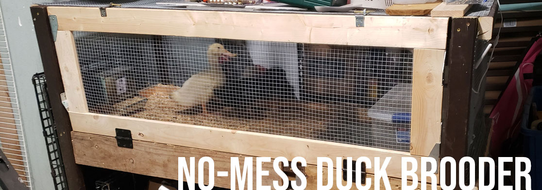 Homemade Brooder | Raising Ducklings and Duck Care