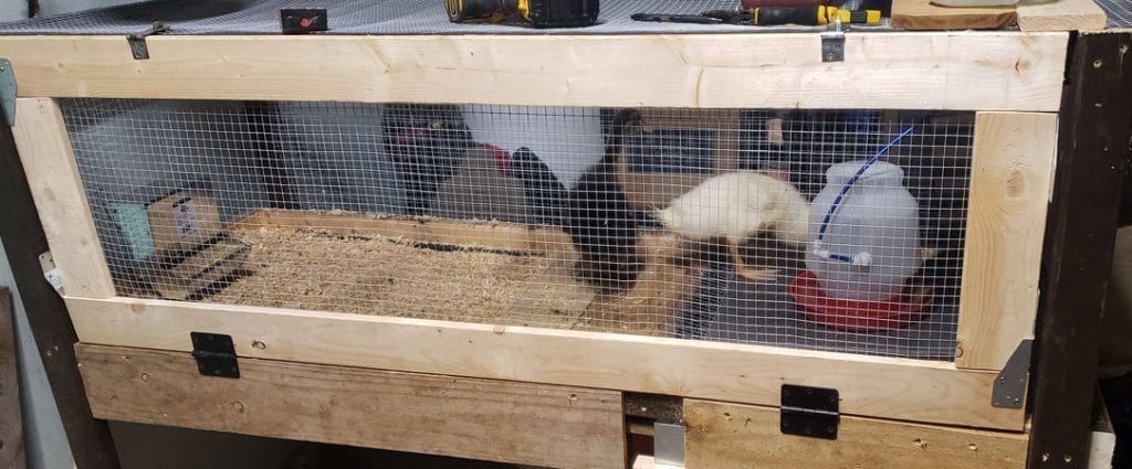 Homemade Brooder | Raising Ducklings and Duck Care