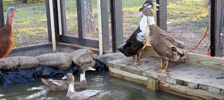 Homemade Brooder | Raising Ducklings and Duck Care